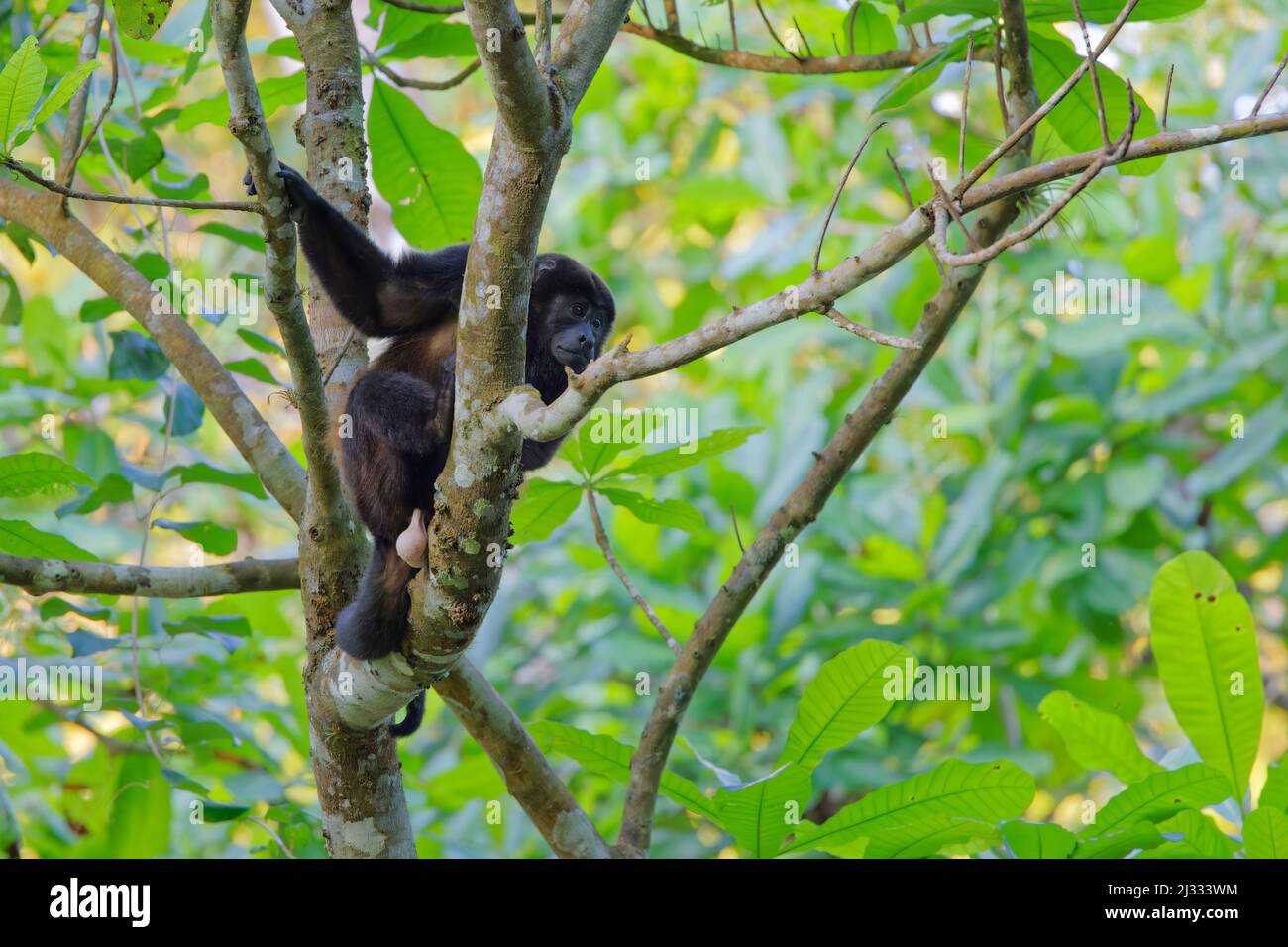 Black Howler Monkey Alouatta caraya Tarcoles, Costa Rica MA004110 Stock ...