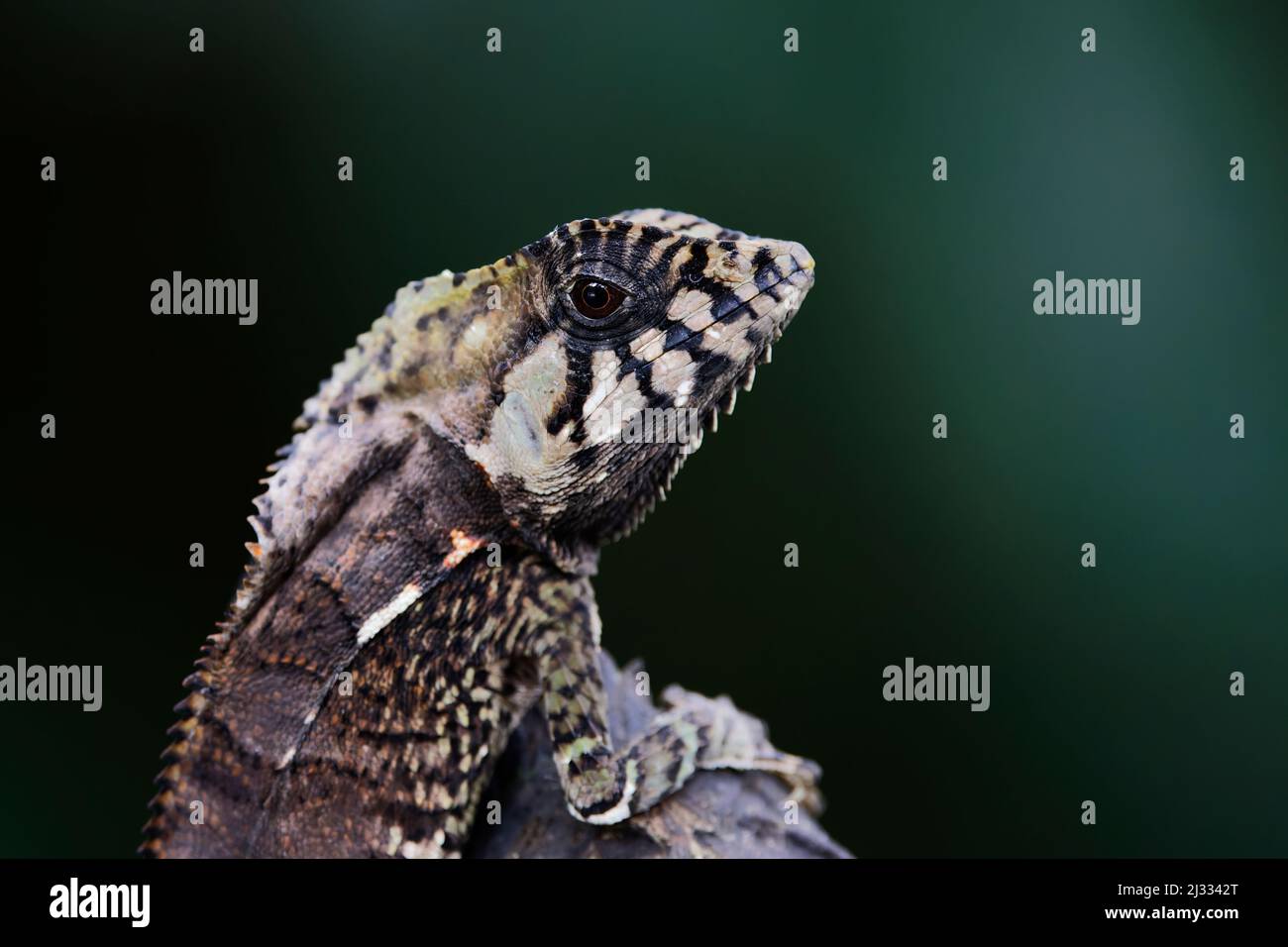 Helmeted iguana corytophanes cristatus hi-res stock photography and ...