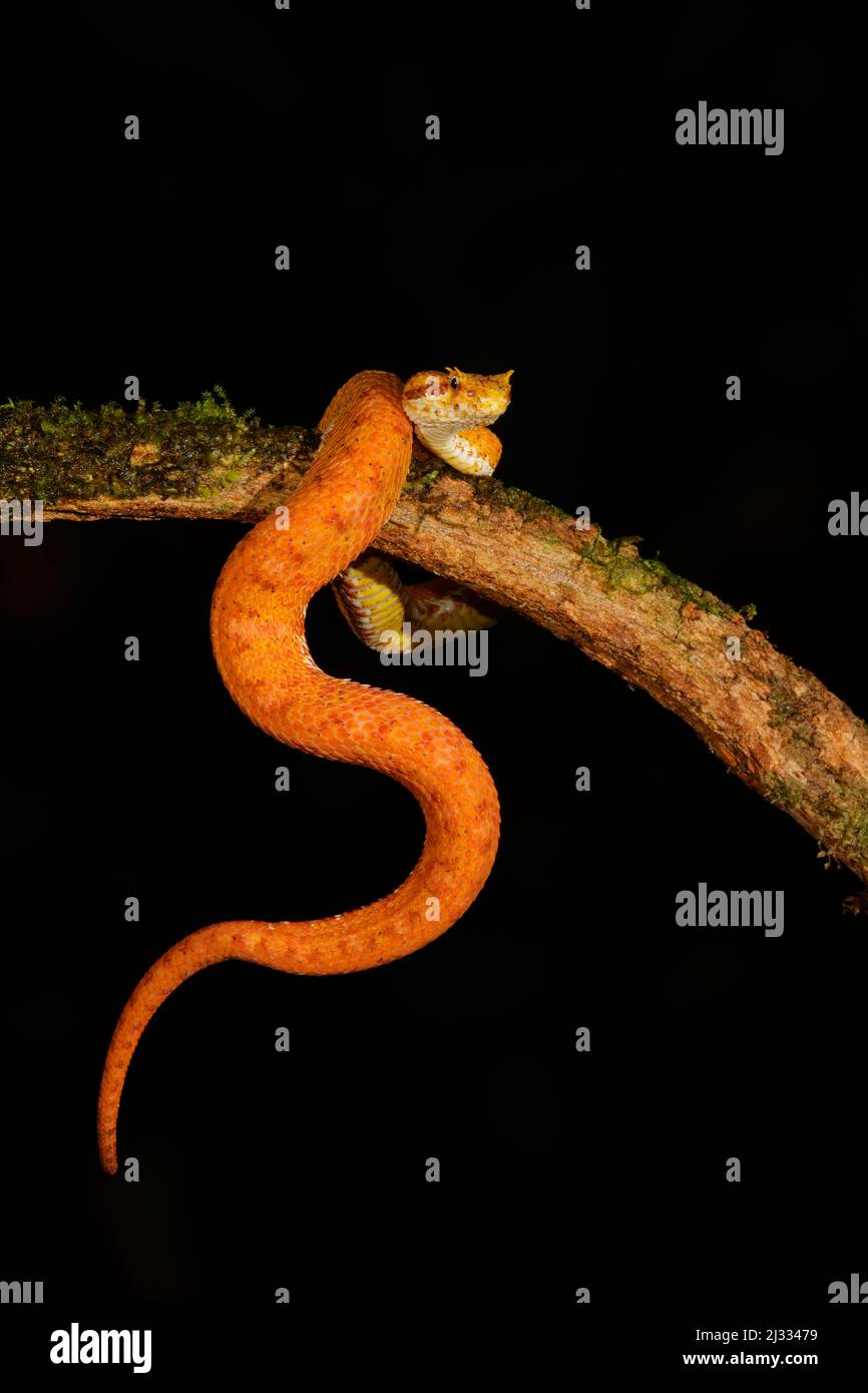 Orange Viper Snake