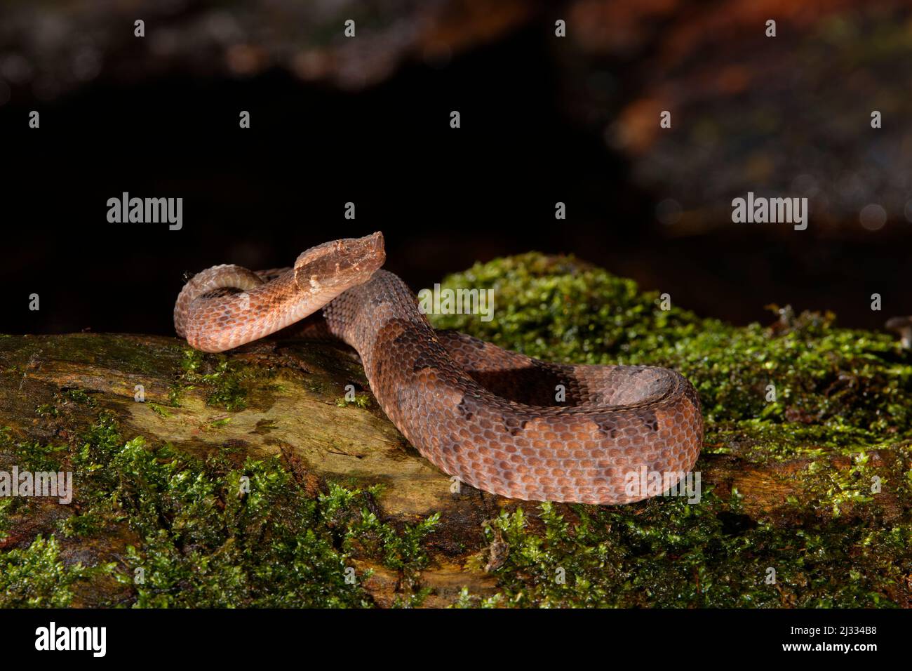 Hog Nosed Pit Viper Snake Phortidium nasutum Boco Tapada, Costa Rica ...