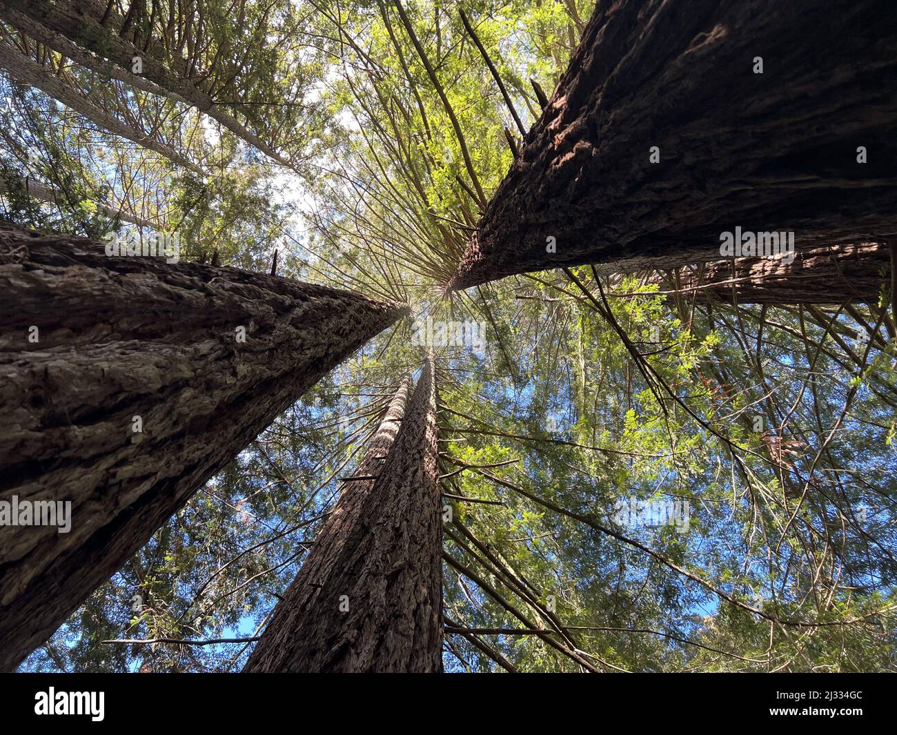View up the trunks of large redwood trees in a grove at Redwoods ...