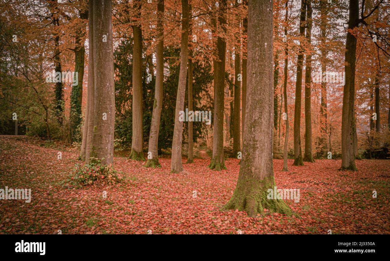 Hainaut enghien hi-res stock photography and images - Alamy