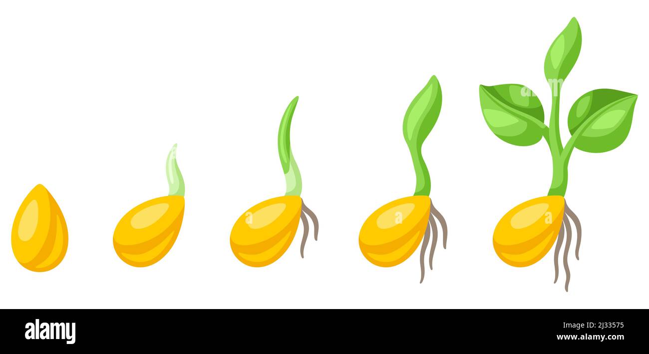 Seeds germination stages for sowing. Agricultural planting illustration ...