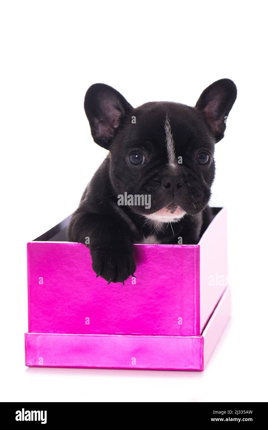 Cute bulldog gift box Cut Out Stock Images & Pictures - Alamy