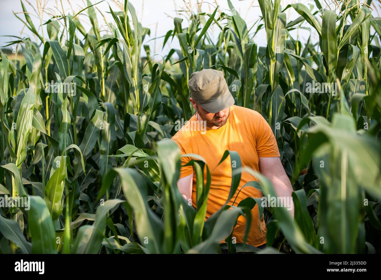 Farmer in corn fields. Growth, outdoor Stock Photo - Alamy