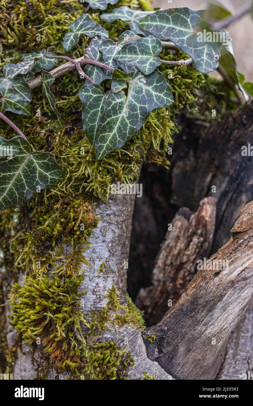 Forest hollow covered grass hi-res stock photography and images - Alamy