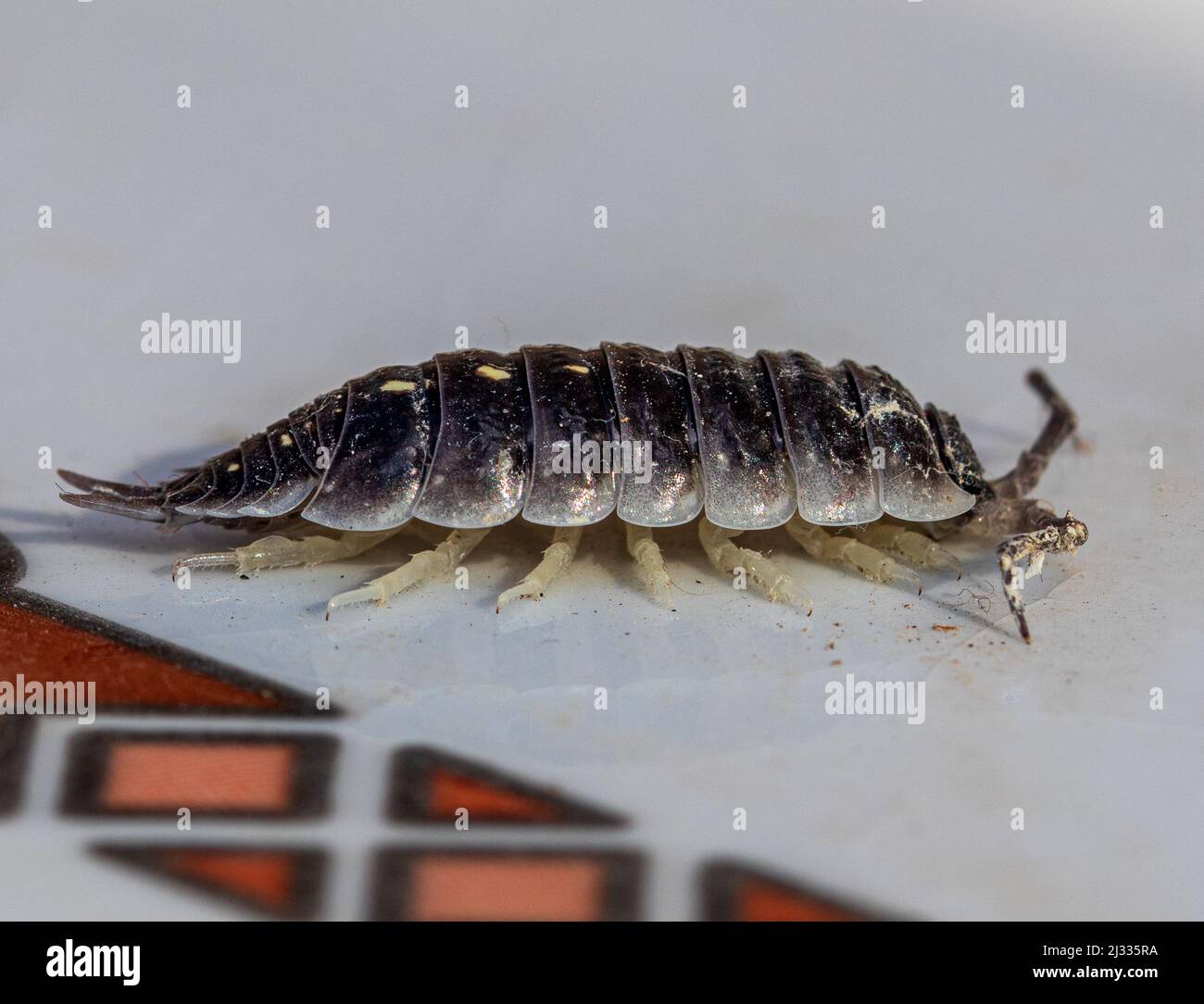 Porcellio ornatus hi-res stock photography and images - Alamy