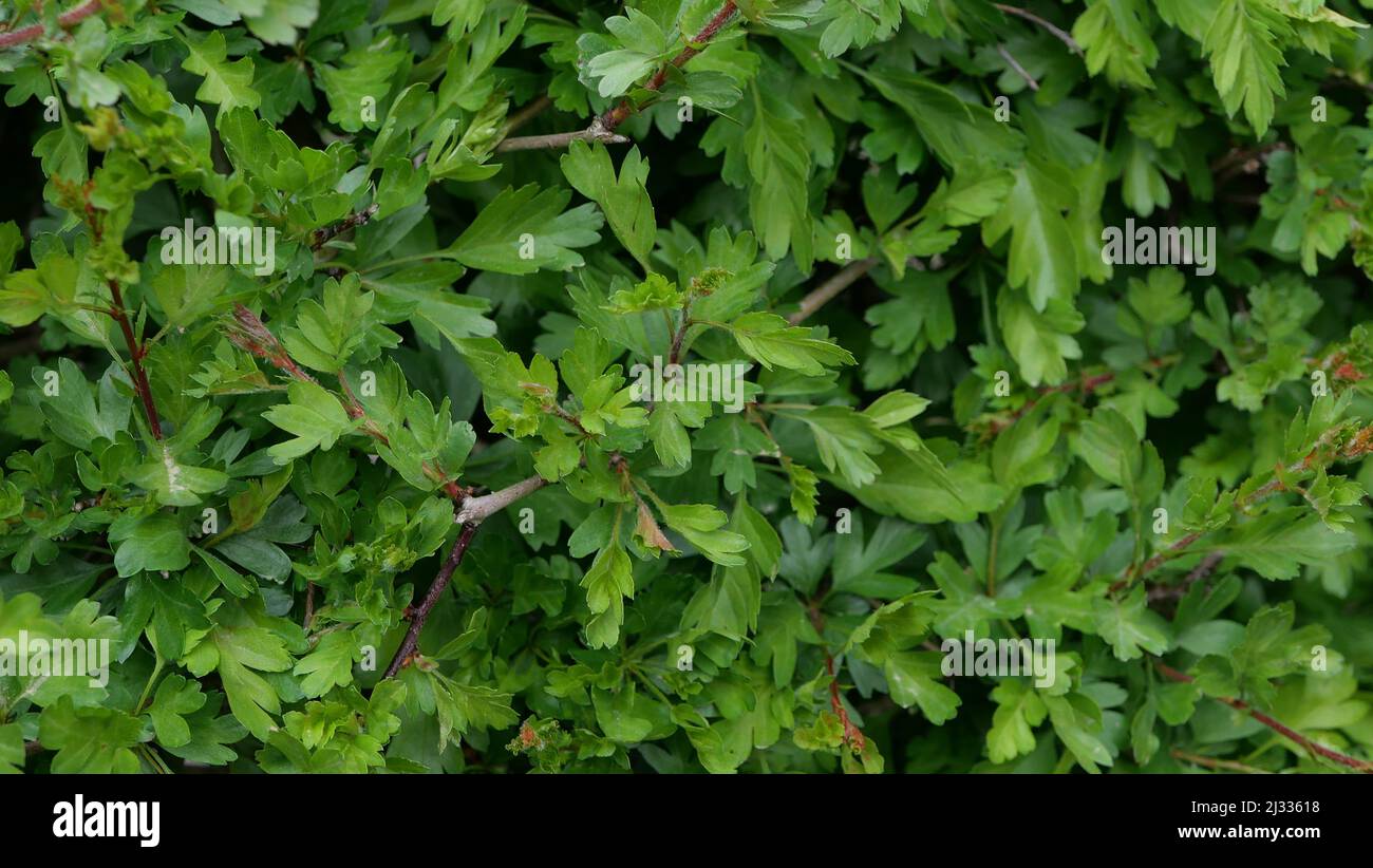 Full frame close up background image of green spiky hawthorn hedge ...