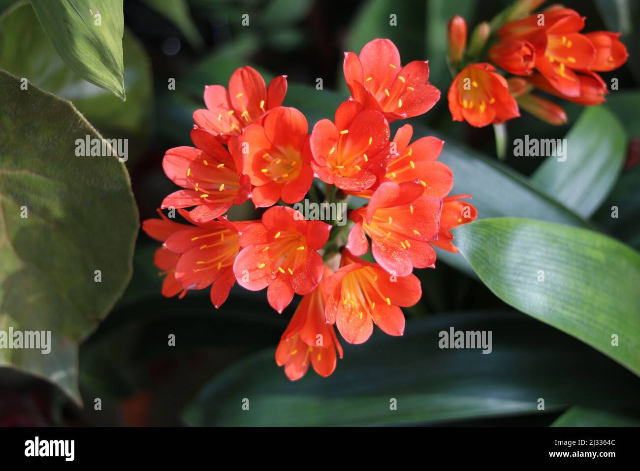 Beautiful clivia miniata flower and foliage native to in New Zealand ...
