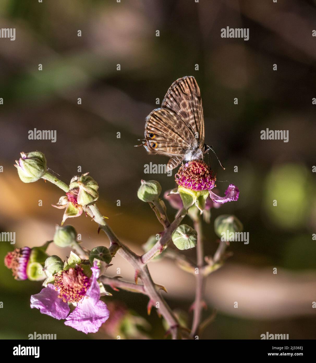 L pirithous hi-res stock photography and images - Alamy