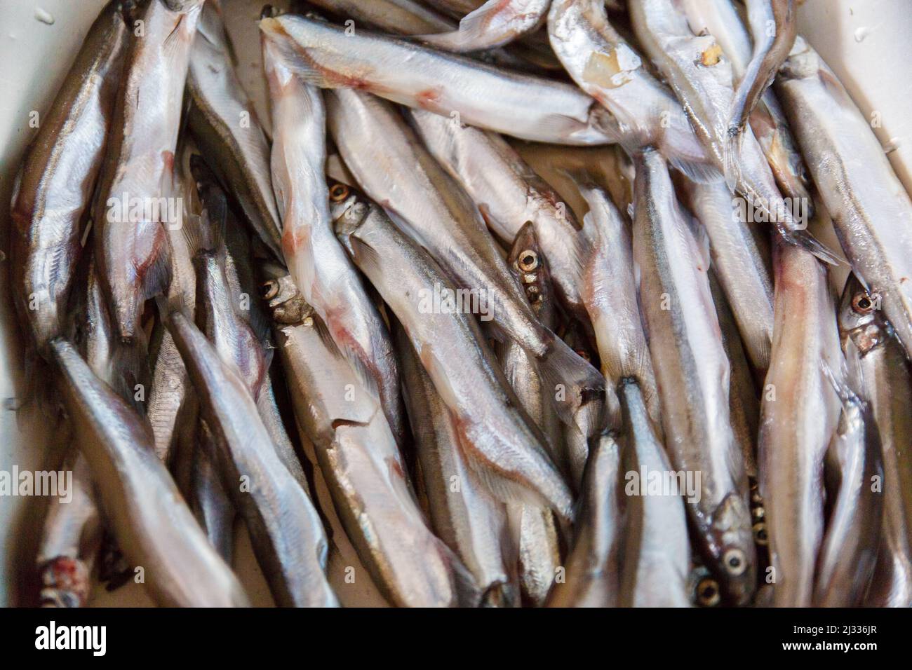 Many small fresh fish capelin. Photo of fresh capelin fish Stock Photo ...