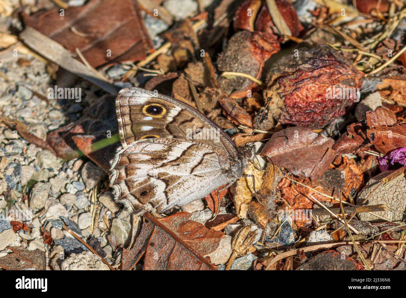 Hipparchia fidia, Striped Grayling Stock Photo - Alamy