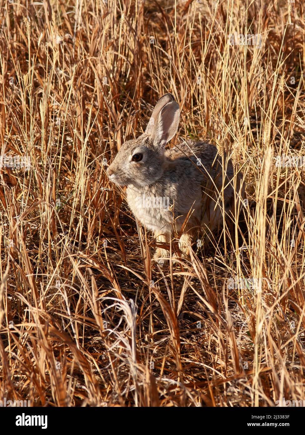 rabbit sitting; tall grass; blends in; camouflage, alert, wildlife ...