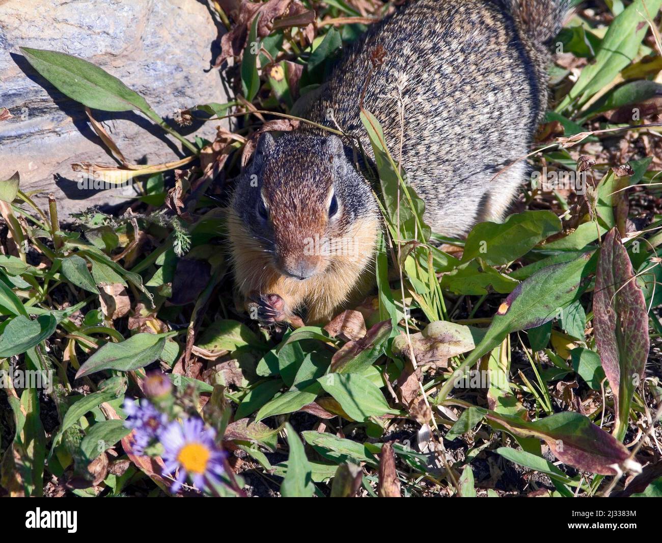 Columbian ground squirrel, holding food, paw; Spermophilus columbianus ...