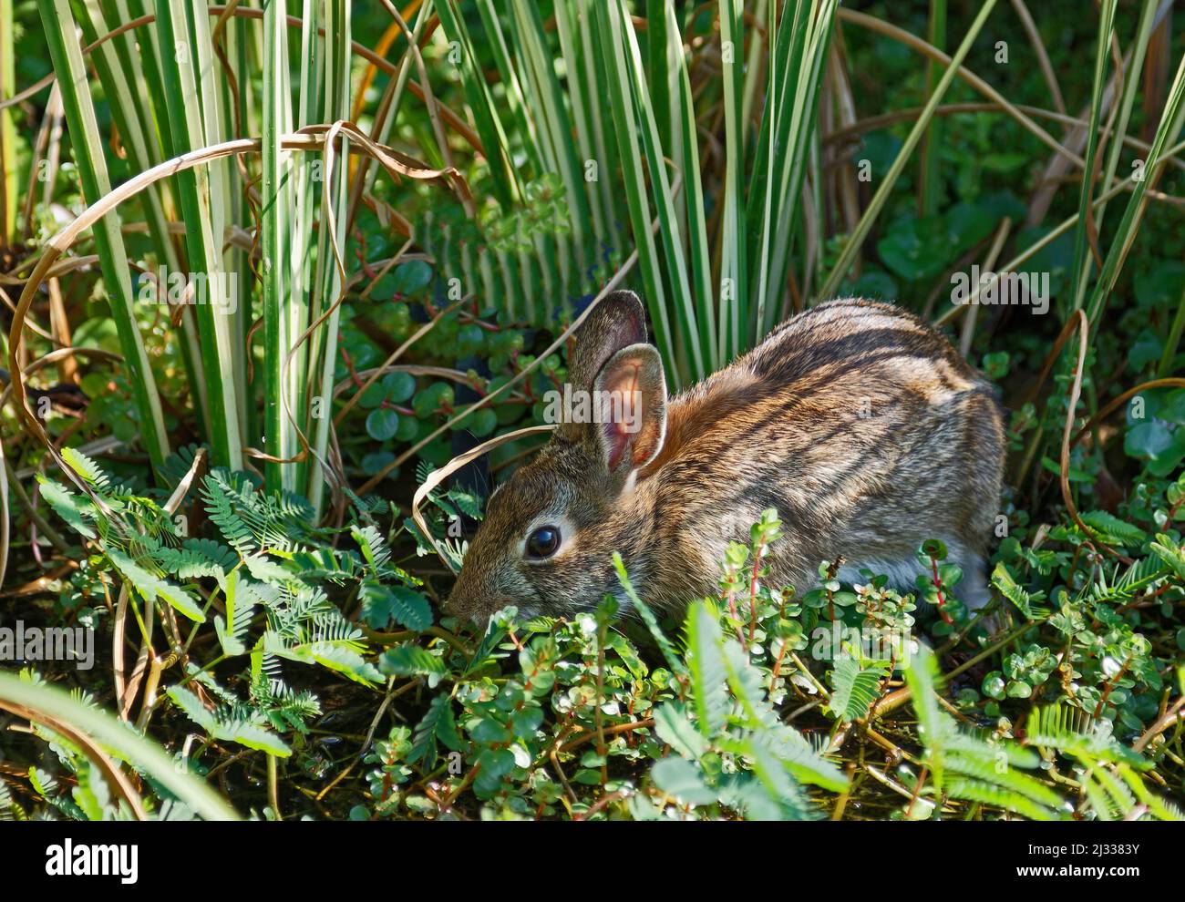 bunny rabbit nibbling plants; wildlife; cute; pest, animal, sitting in ...