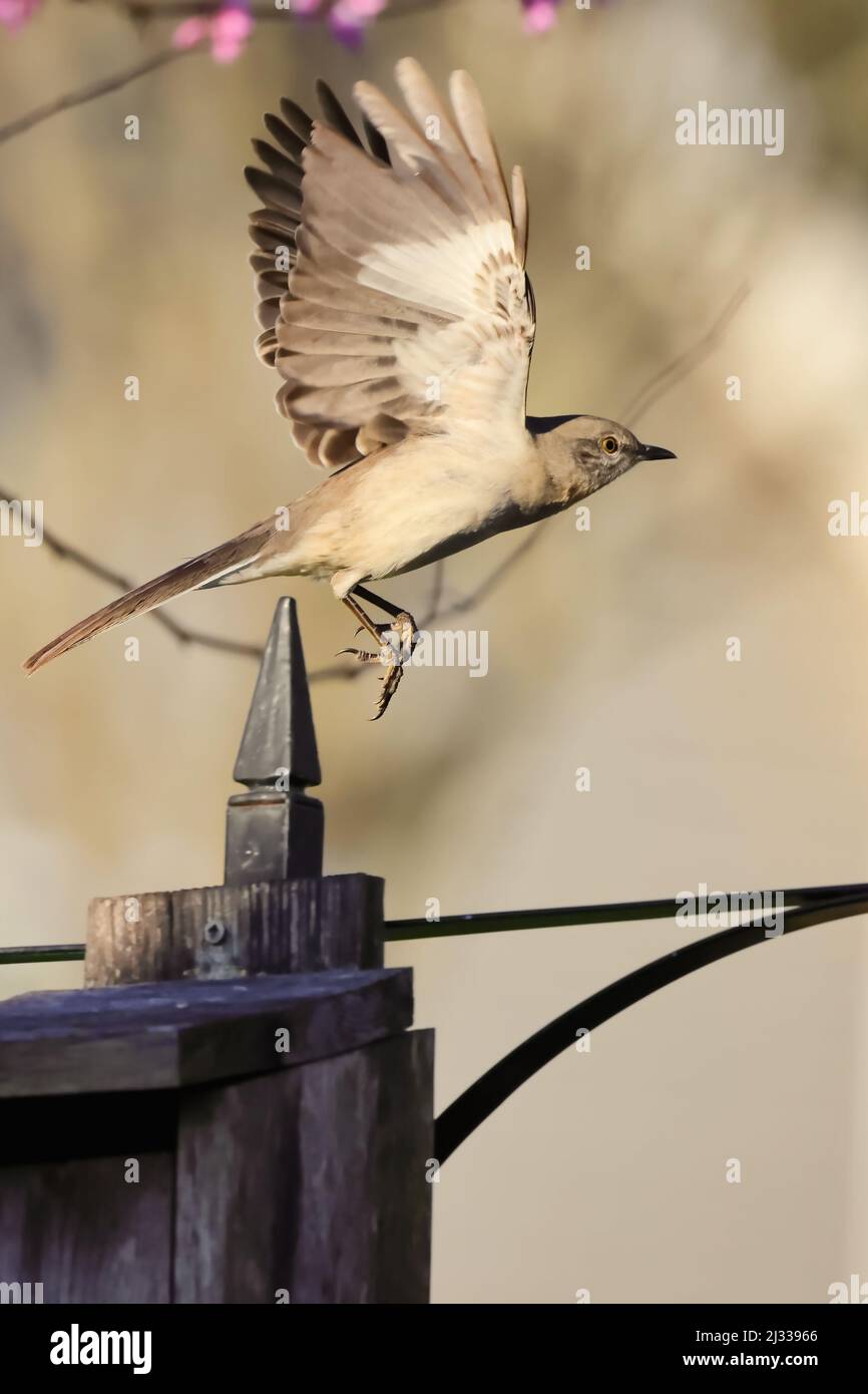 Northern mockingbird flight hi-res stock photography and images - Alamy