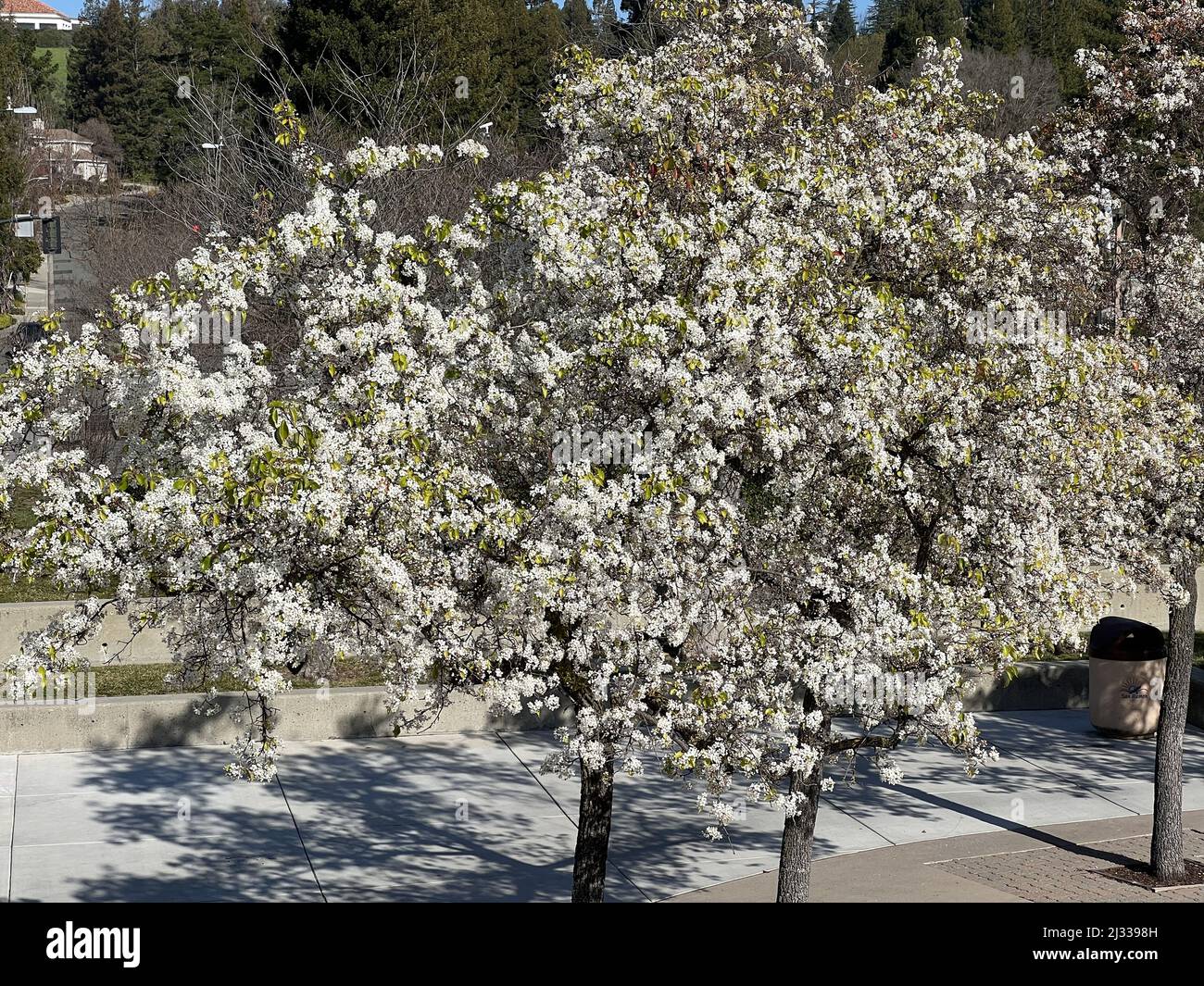 Ramon flower hi-res stock photography and images - Alamy