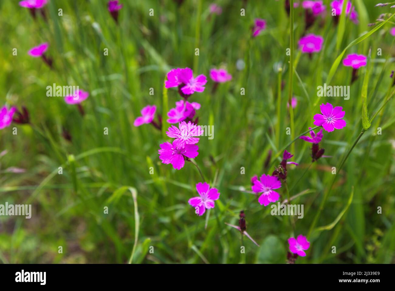 Stone Carnation, Dianthus sylvestris Stock Photo - Alamy
