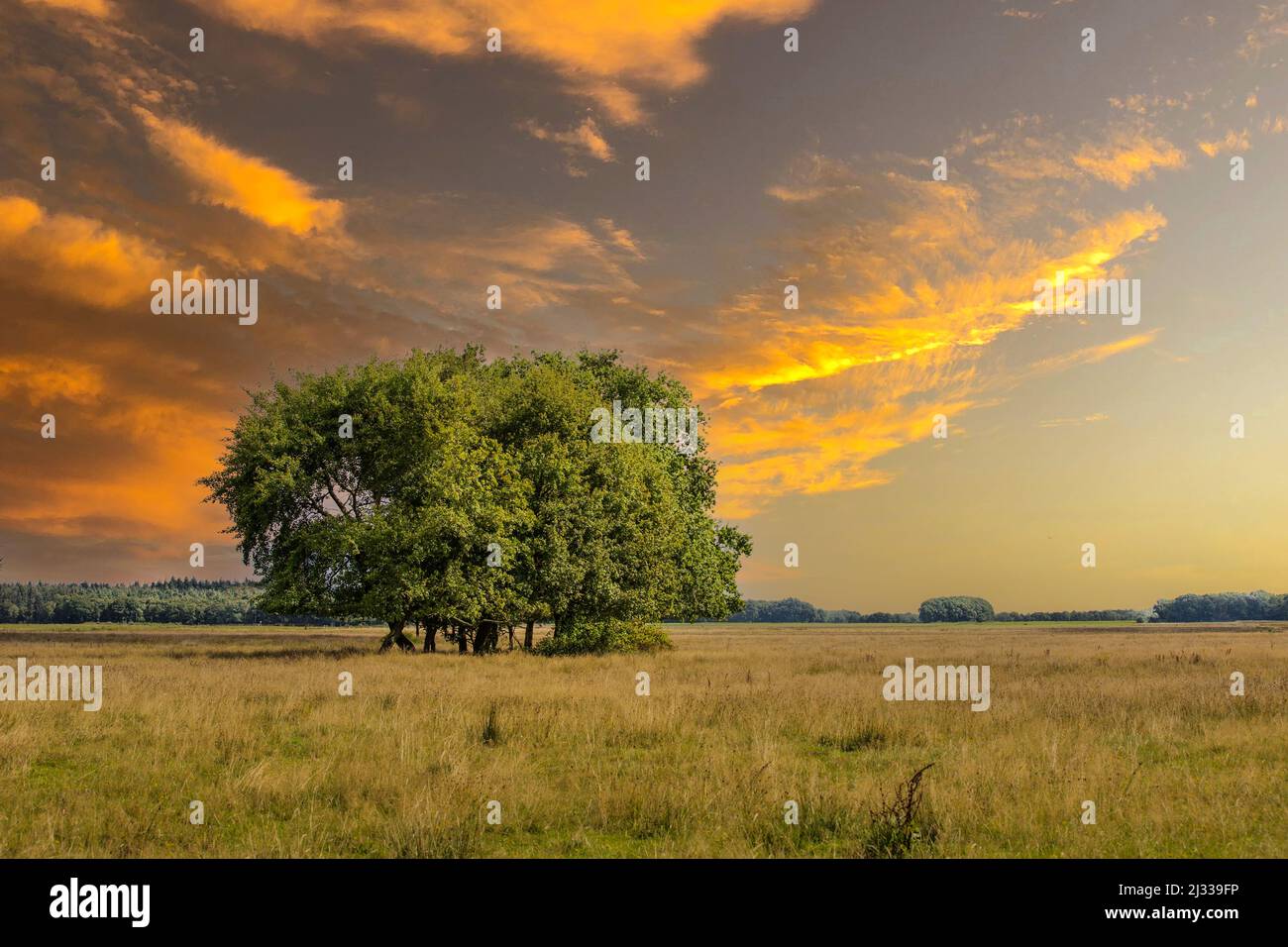 Landscape Eexterveld in the Dutch province of Drenthe during sunset ...