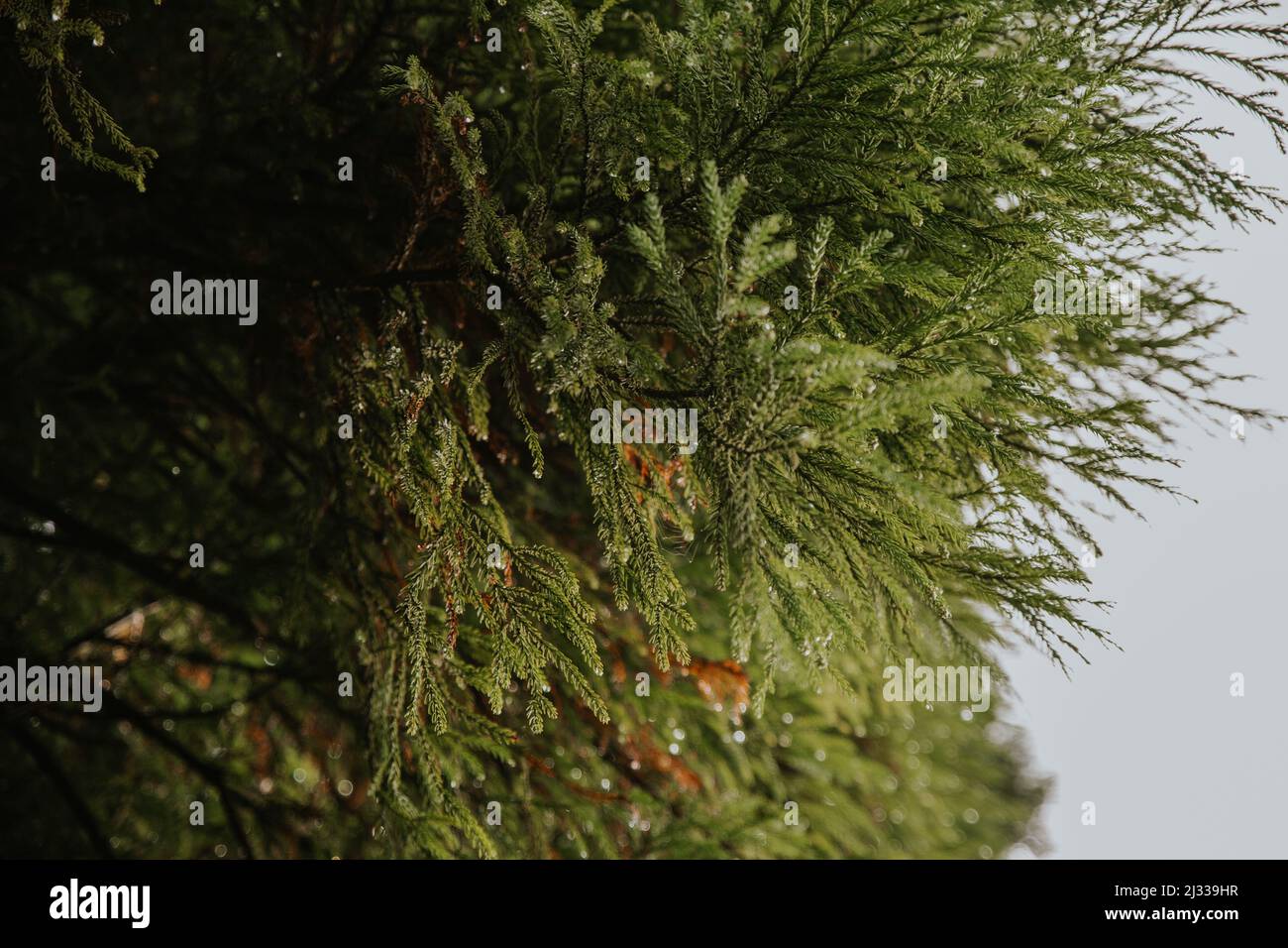 Raindrops on a tree, Azores Stock Photo - Alamy