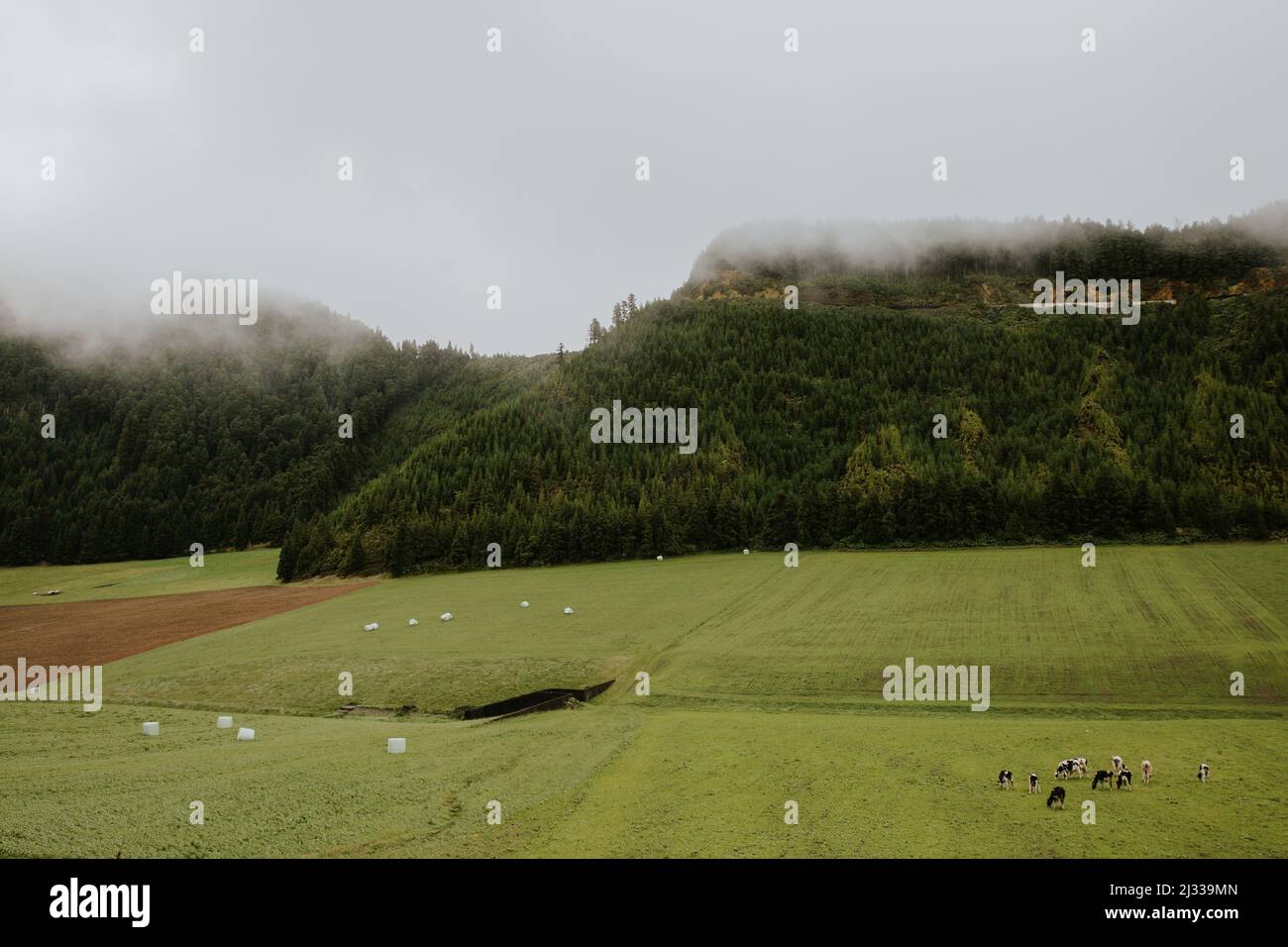 Vacas dos acores hi-res stock photography and images - Alamy