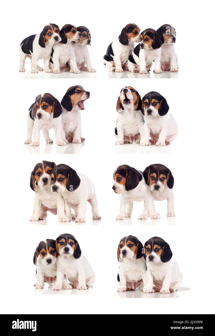 Many beagle puppies isolated on a white background Stock Photo - Alamy