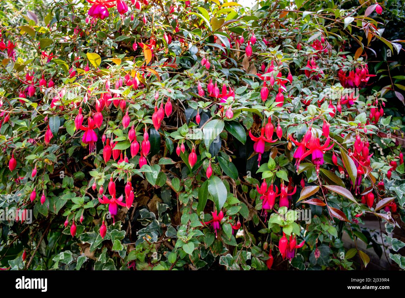 Dancingdolls hi-res stock photography and images - Alamy