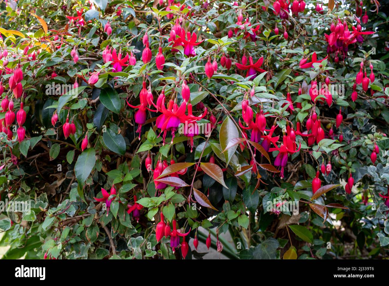 Fuchsia - also referred to as Dancing Dolls iis a genus of small plants ...
