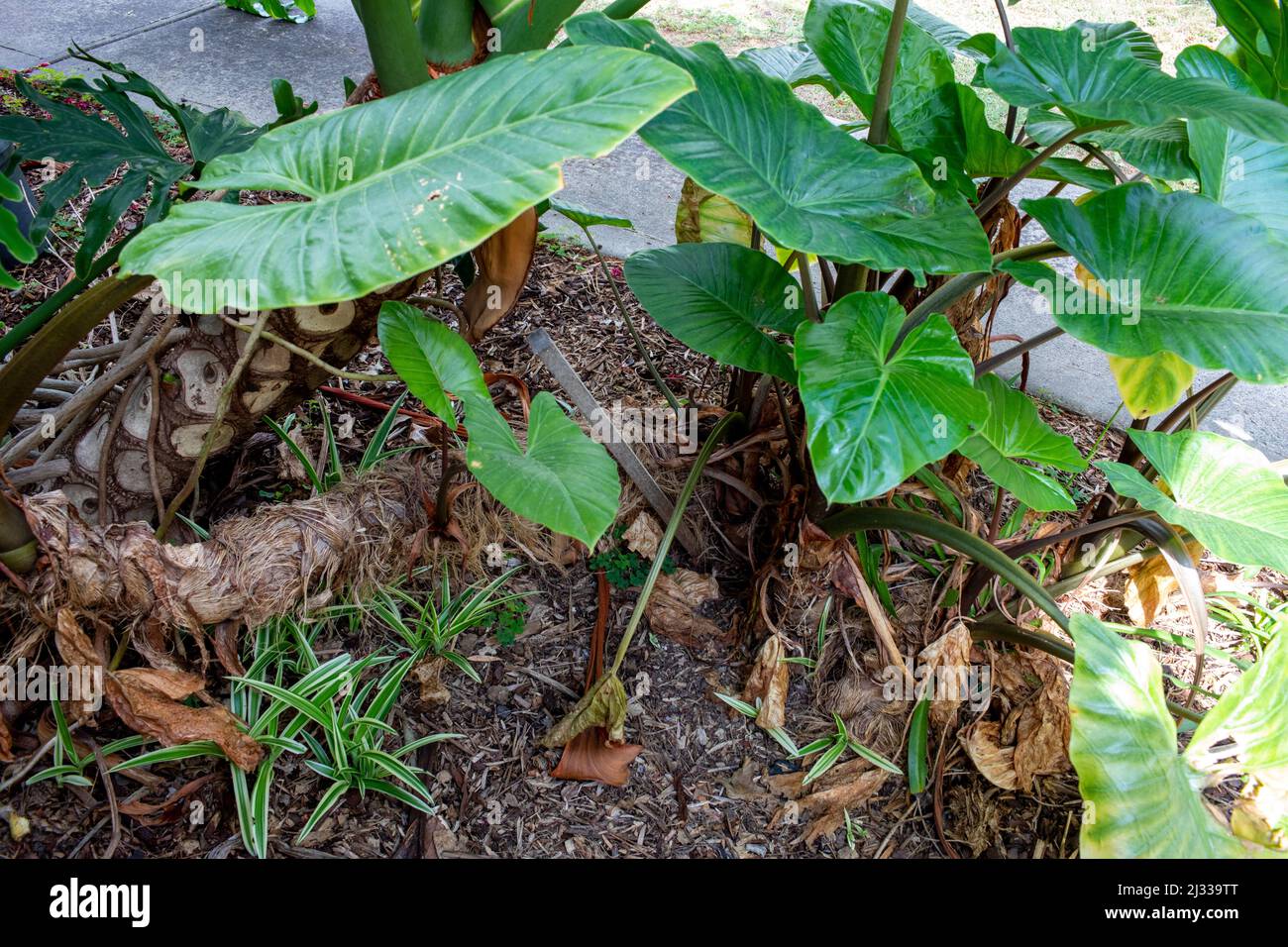 Colocasia ornamental hi-res stock photography and images - Alamy