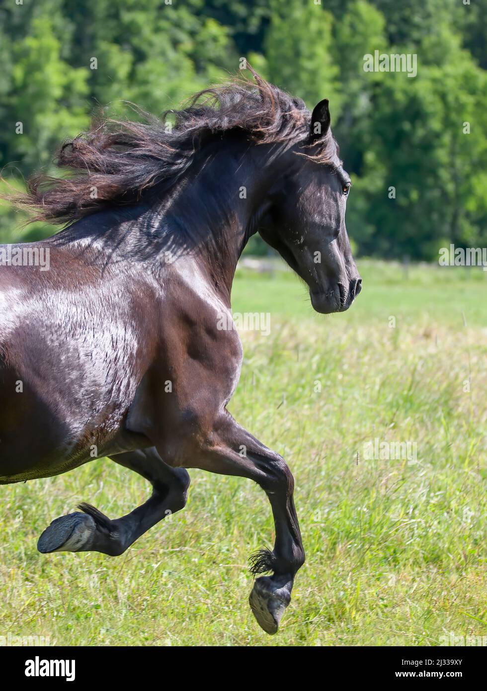 Black stallion running through the field in a rural meadow in Quebec ...