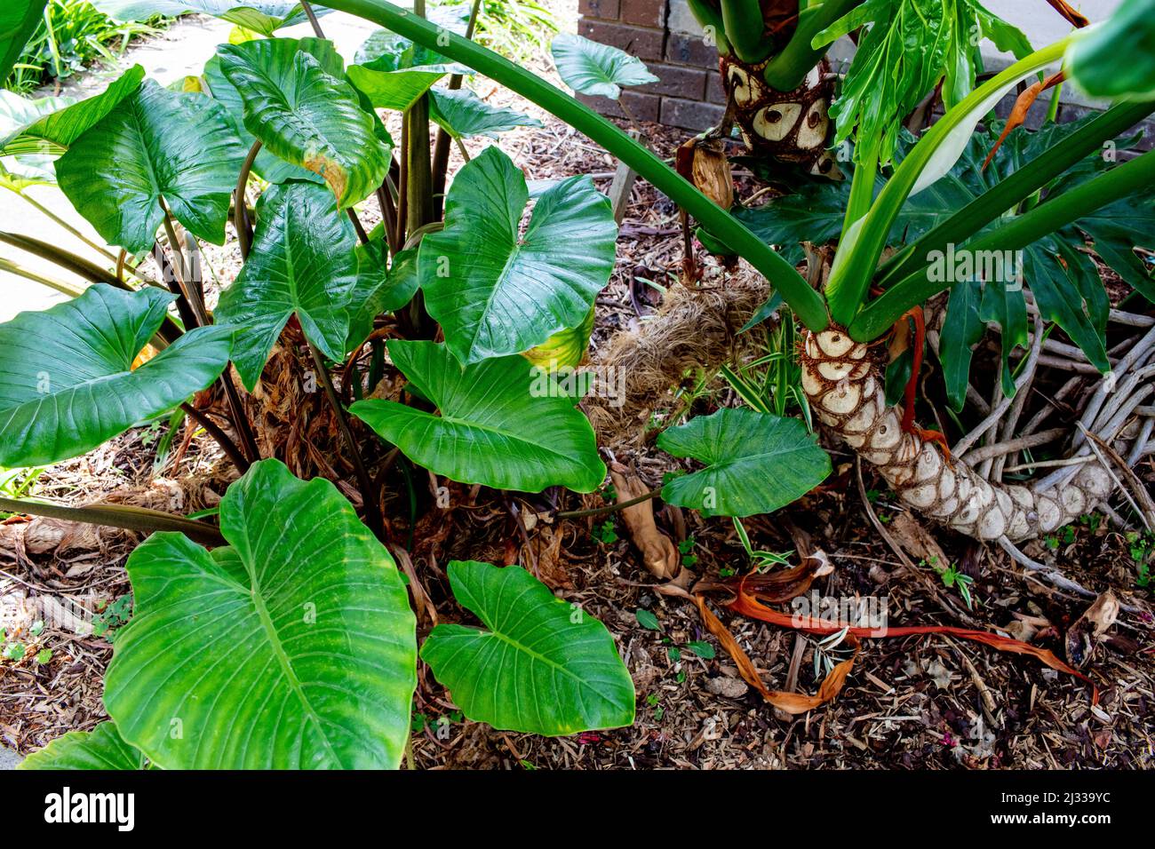 Colocasia ornamental hi-res stock photography and images - Alamy