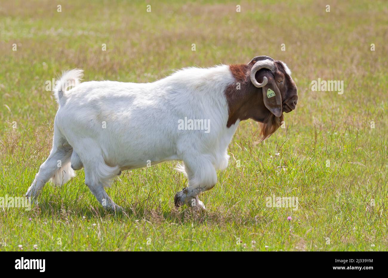 Boer Goat Buck