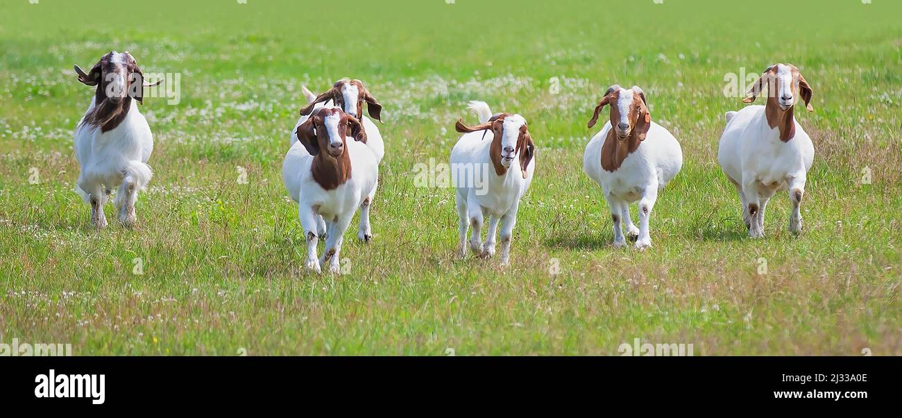 Boer goats with horns walking through the farm field in Canada Stock ...