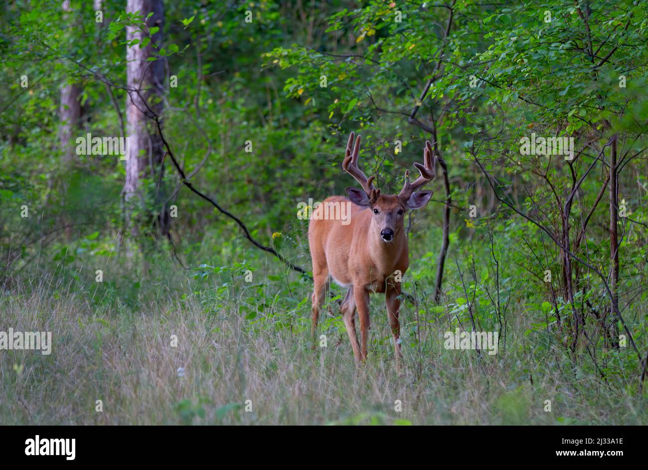 White-tailed deer buck in the early morning light with velvet antlers ...