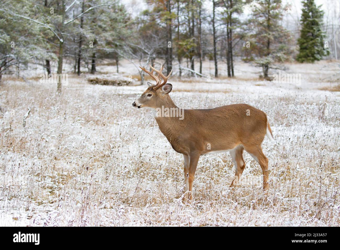 White-tailed deer buck walking in the winter snow in Canada Stock Photo ...