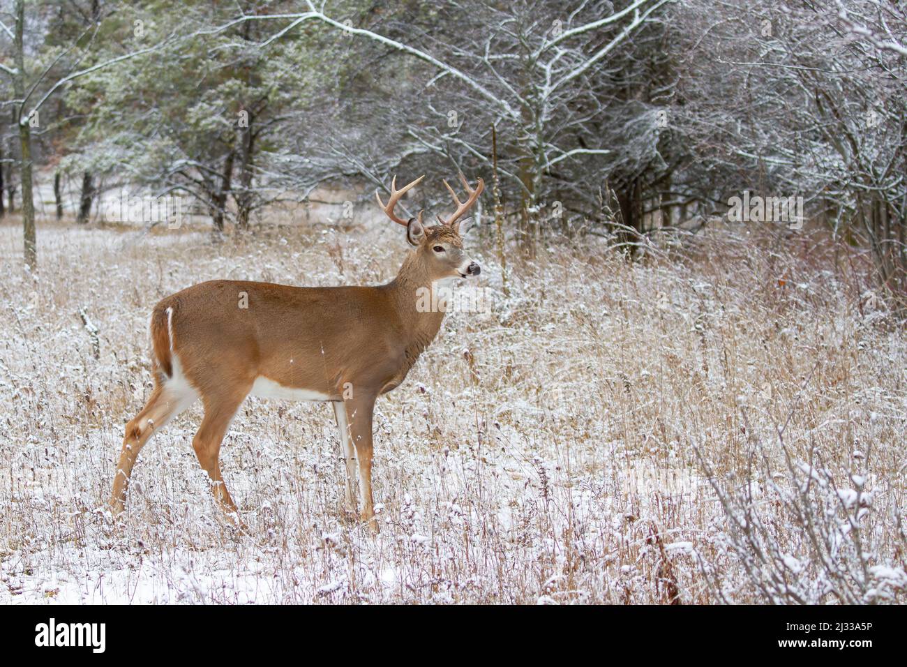 White-tailed deer buck walking in the winter snow in Canada Stock Photo ...