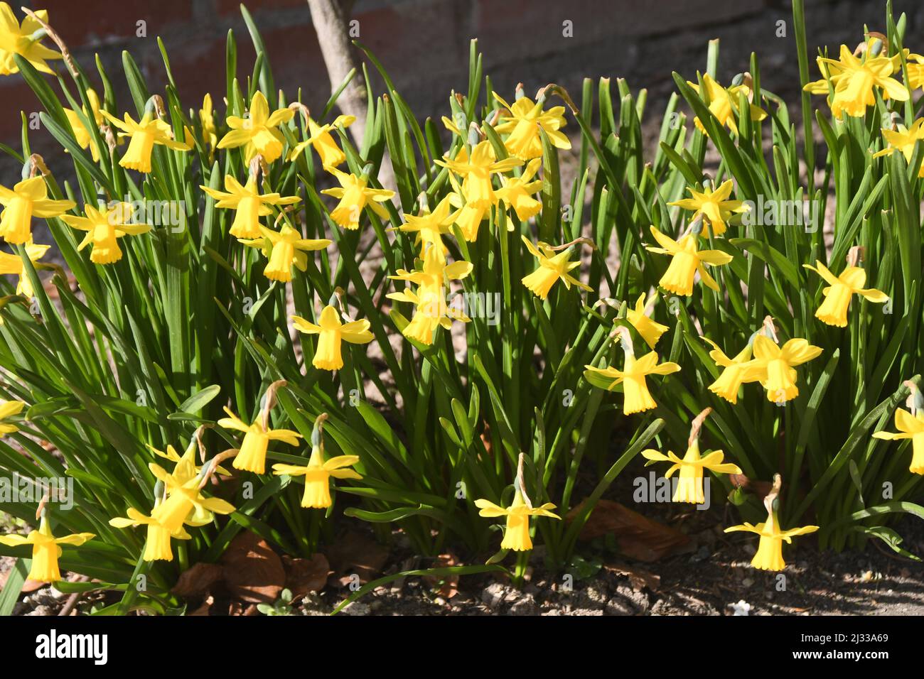 Kastrup/Denmark./05 April 2022/.Daffodiil flowers early sprngs in ...