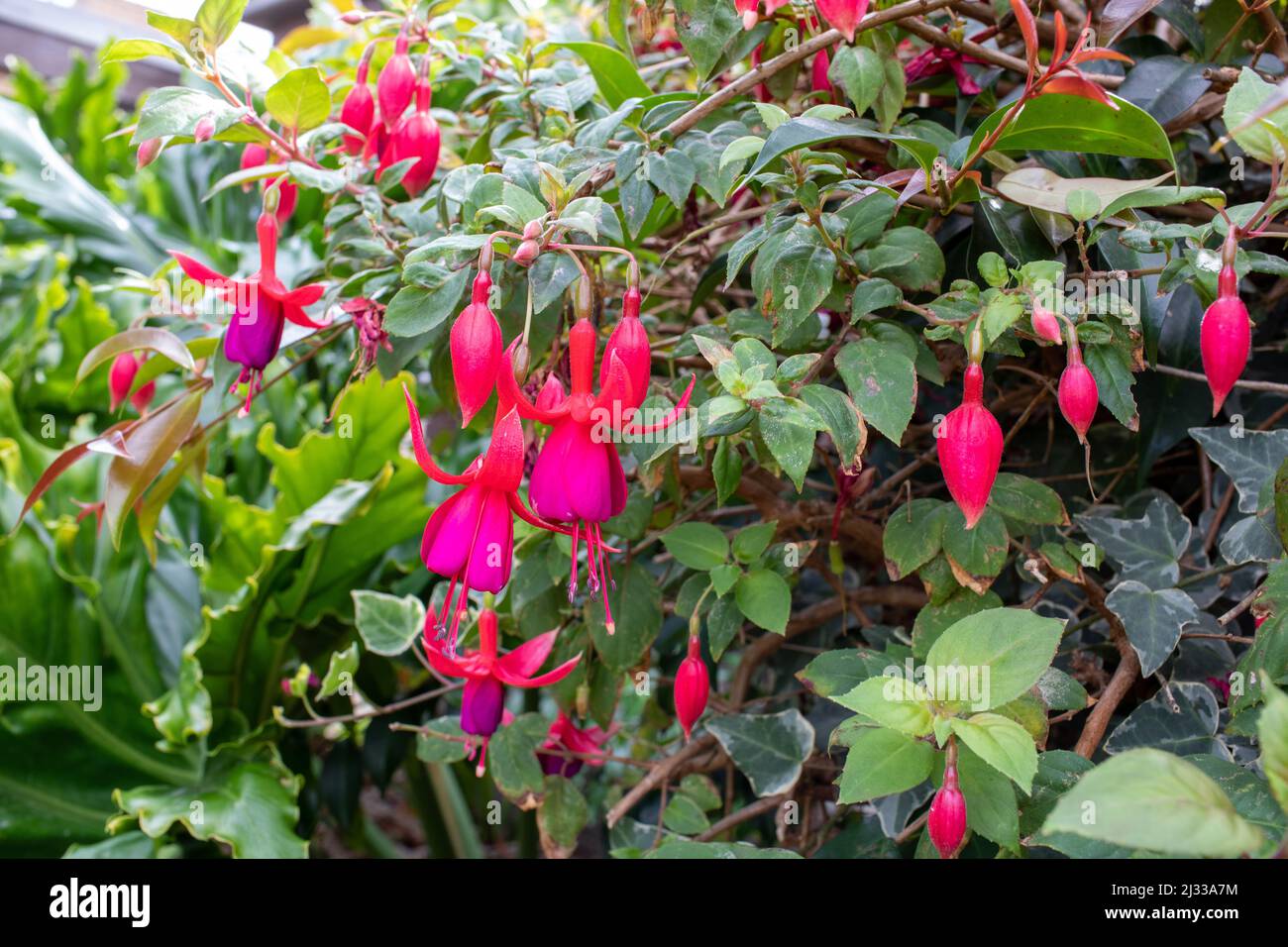 Convolute petals hi-res stock photography and images - Alamy