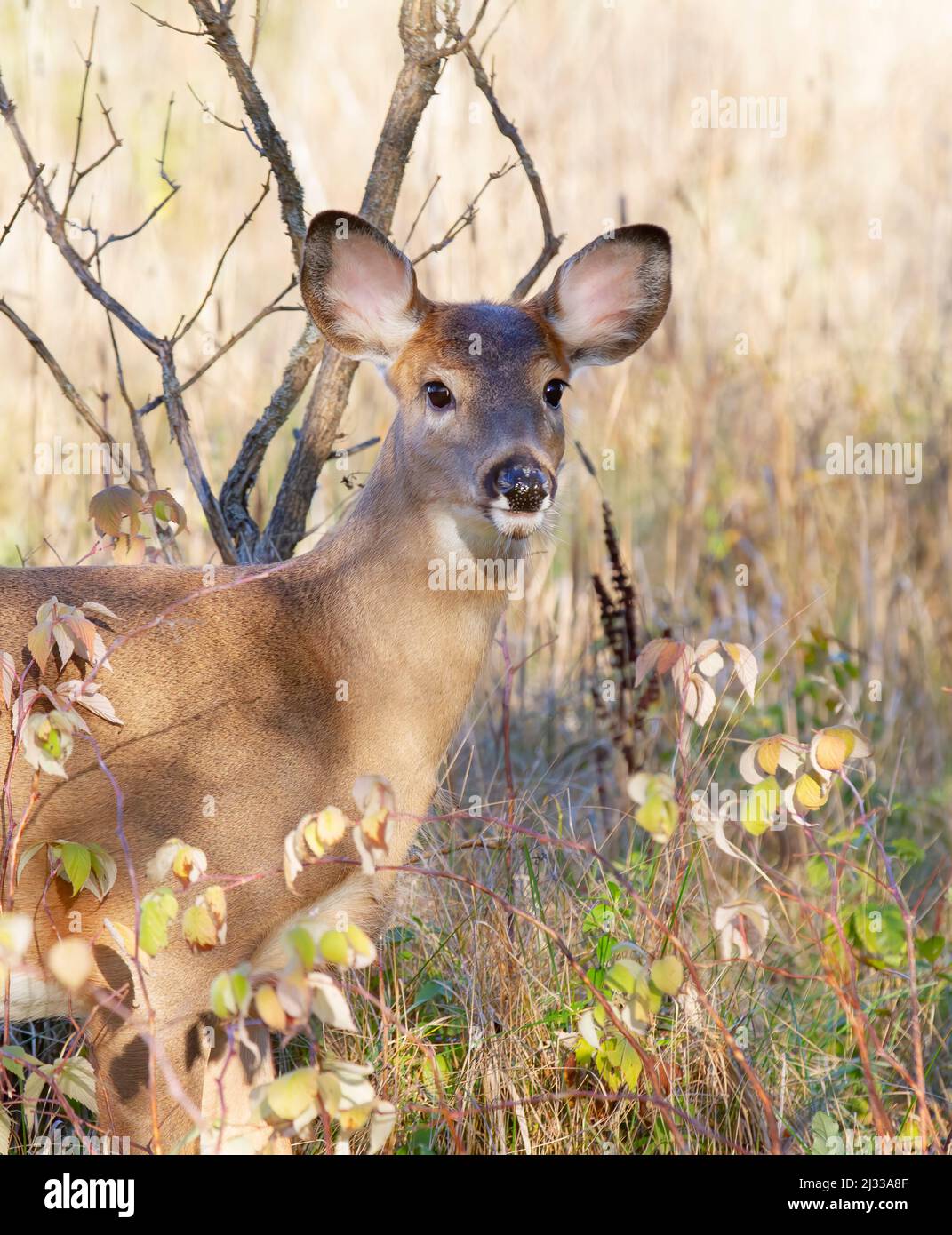 Female White-tailed deer wandering through the woods in Canada Stock ...