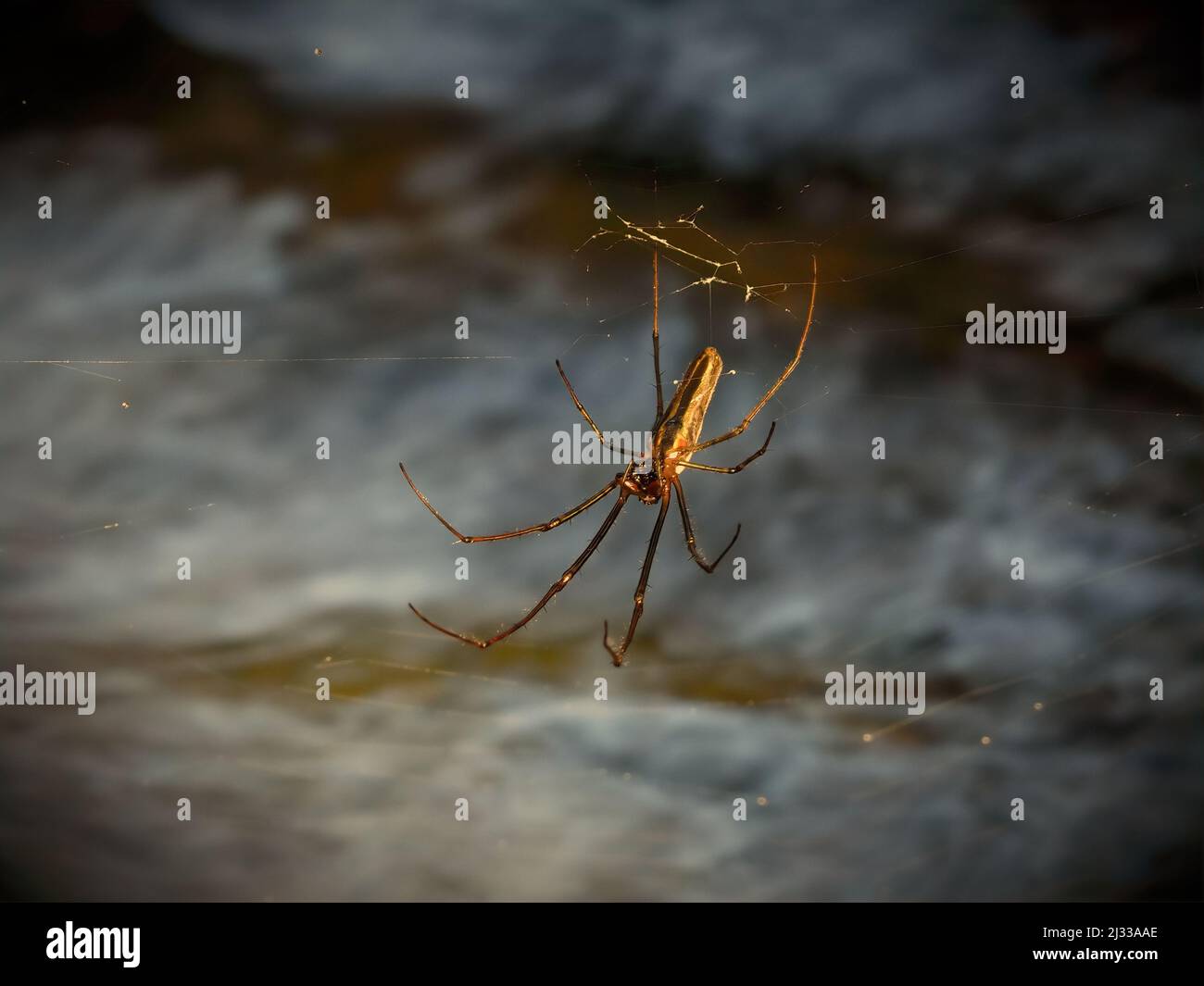 A closeup of a brown spider on the cobweb Stock Photo - Alamy