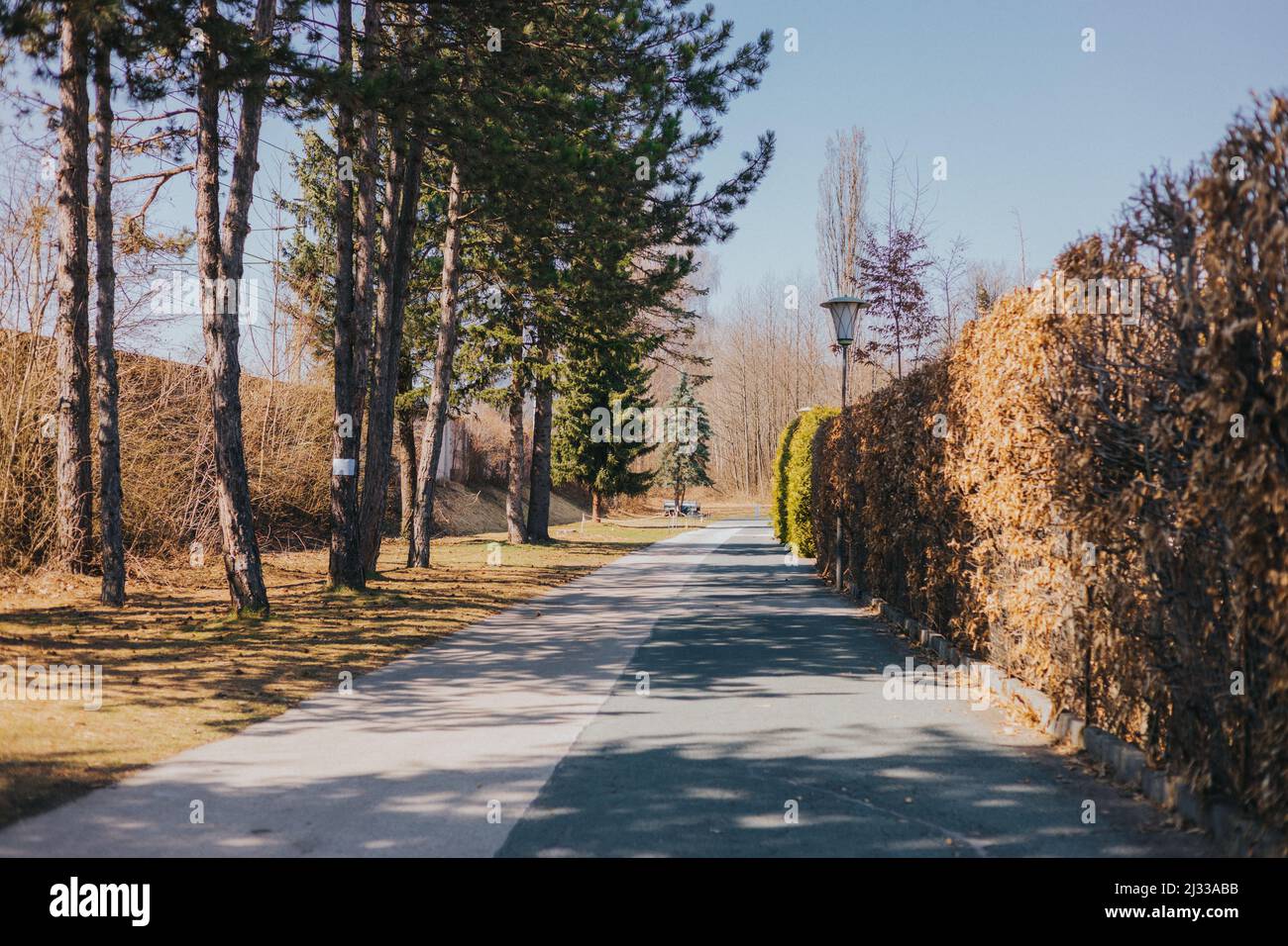 The view of the empty pavement with trees and hedges from both sides ...