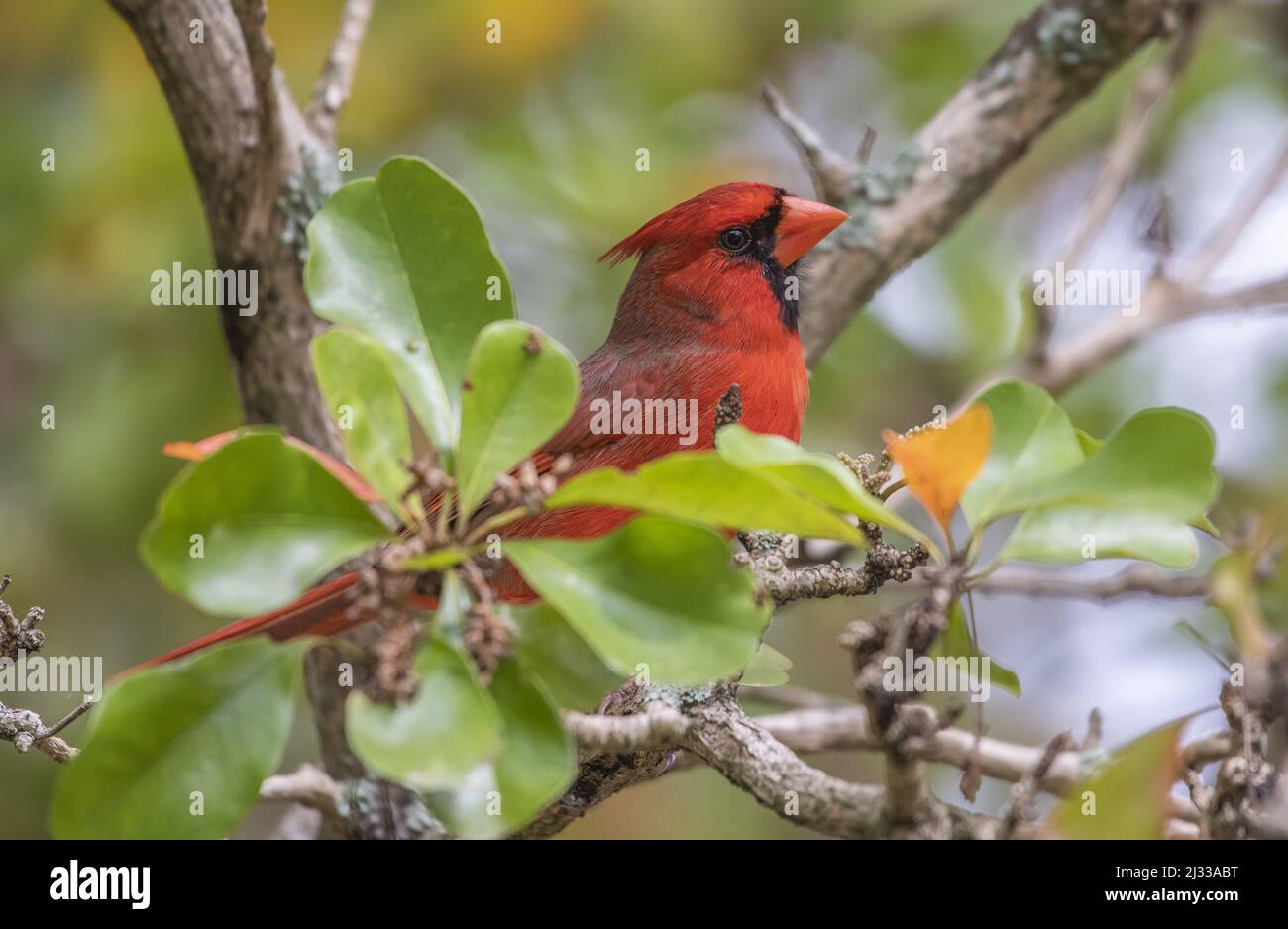 Single cardinal hi-res stock photography and images - Alamy