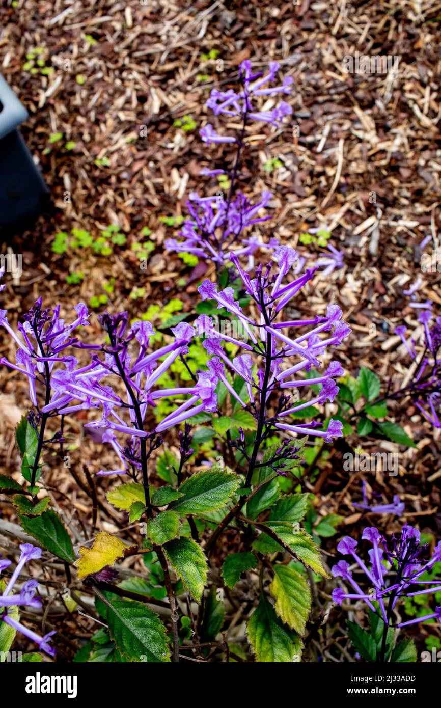 Rabdosia rubescens hi-res stock photography and images - Alamy