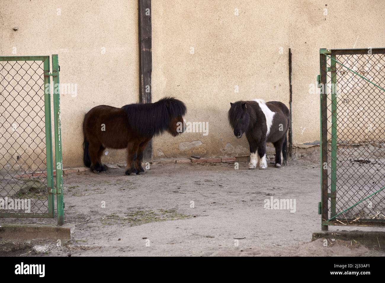 A two miniature horses standing next to each other Stock Photo - Alamy