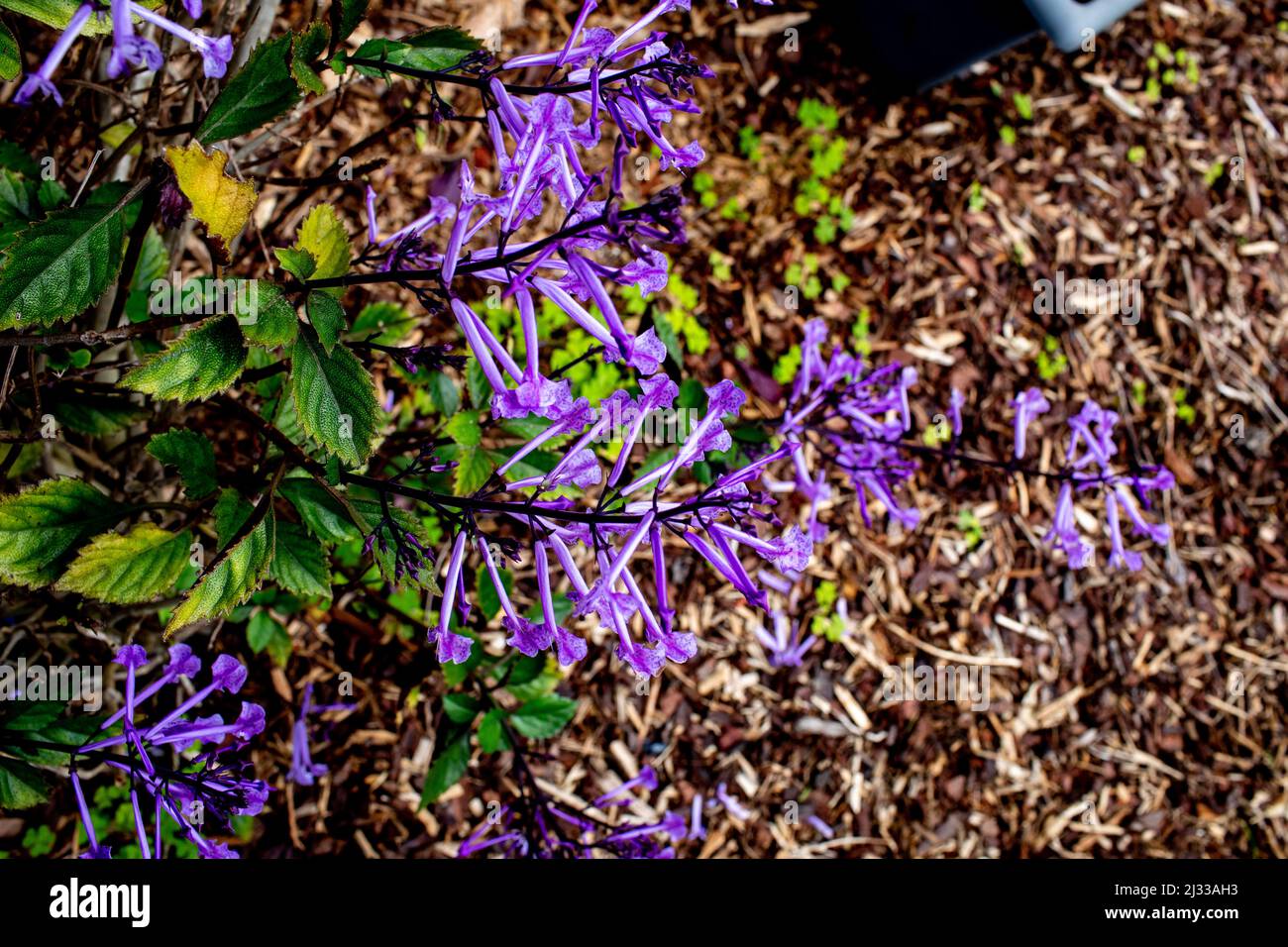 Rabdosia rubescens hi-res stock photography and images - Alamy