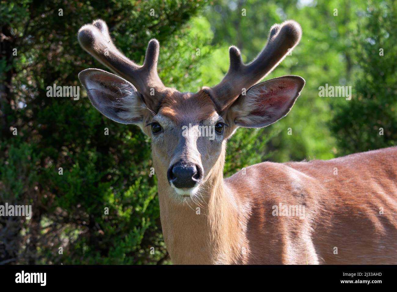 White-tailed deer buck in the early morning light with velvet antlers ...