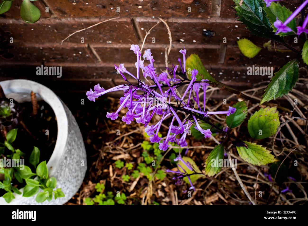 Rabdosia rubescens hi-res stock photography and images - Alamy