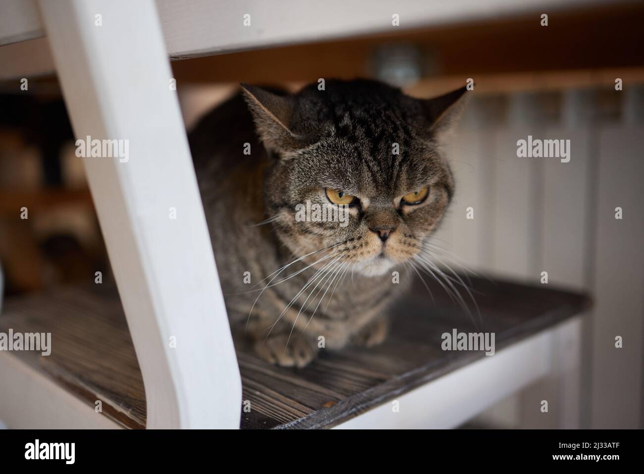cat lying down on wooden table looking at camera Stock Photo - Alamy