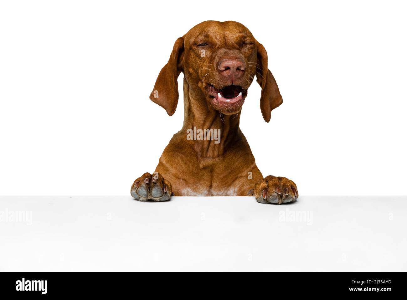 Dog snarl vet hi-res stock photography and images - Alamy