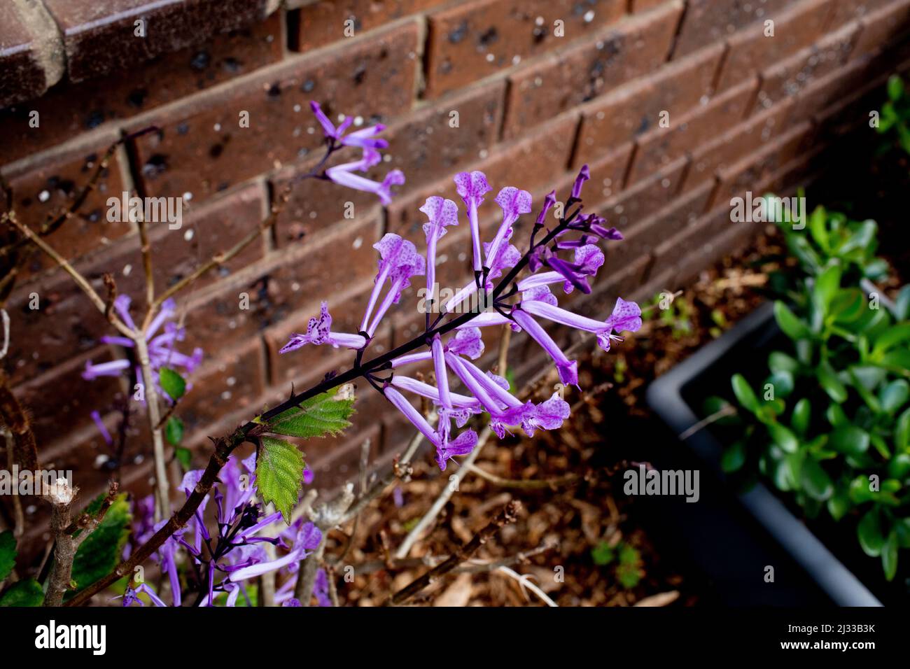 Rabdosia rubescens hi-res stock photography and images - Alamy